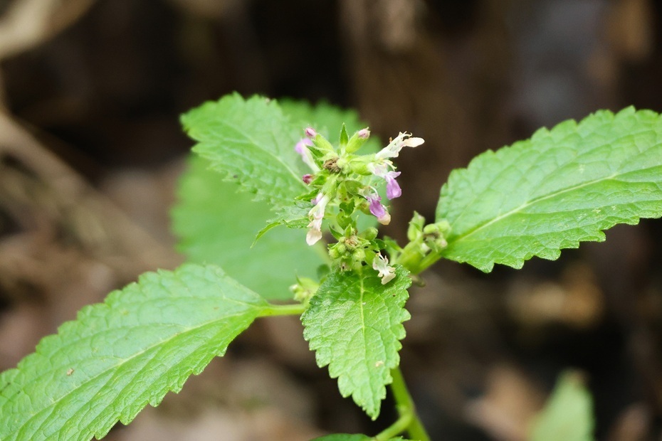 オニドコロ: 長良の落陽 Ⅱ
